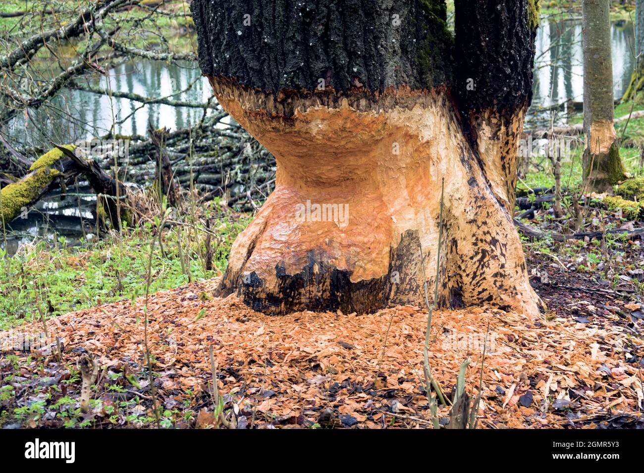 A huge two-hundred-year-old tree is gnawed by beavers on the river bank ...