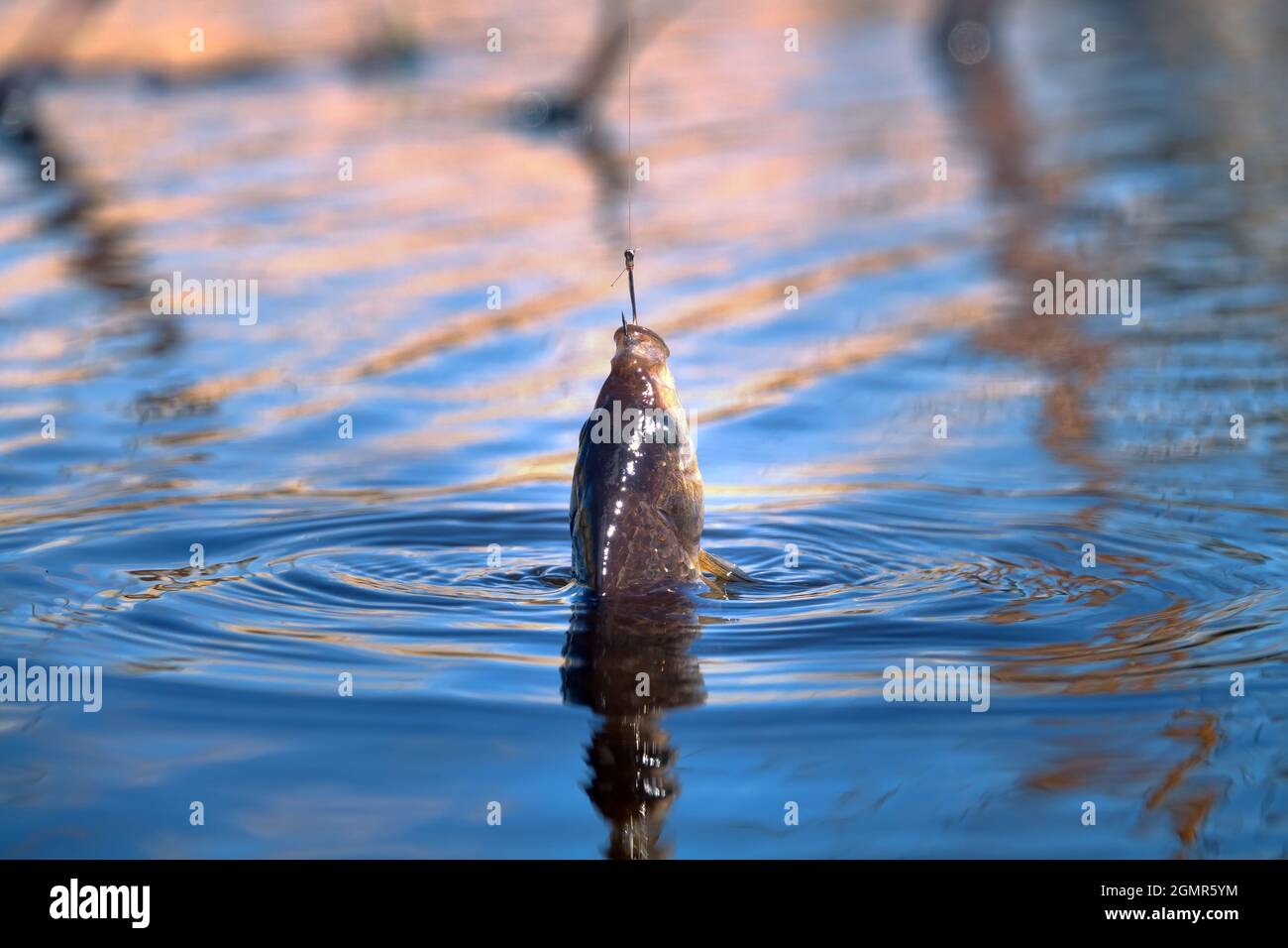 Fishing for carp on a cork float rod. The Northern reservoir and ...