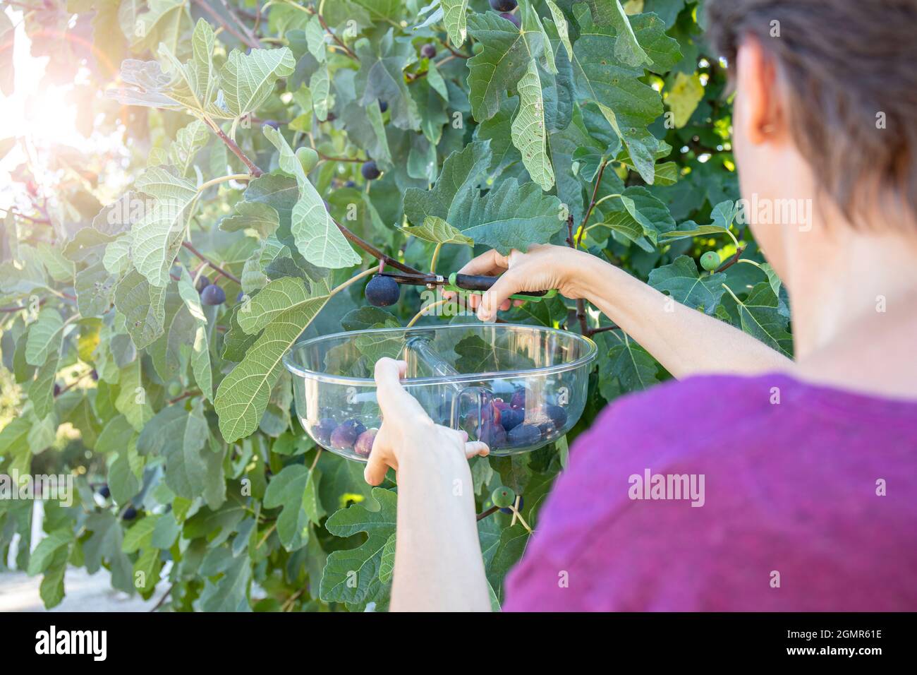Young woman picking little purple figs from a tree with a transparent ...