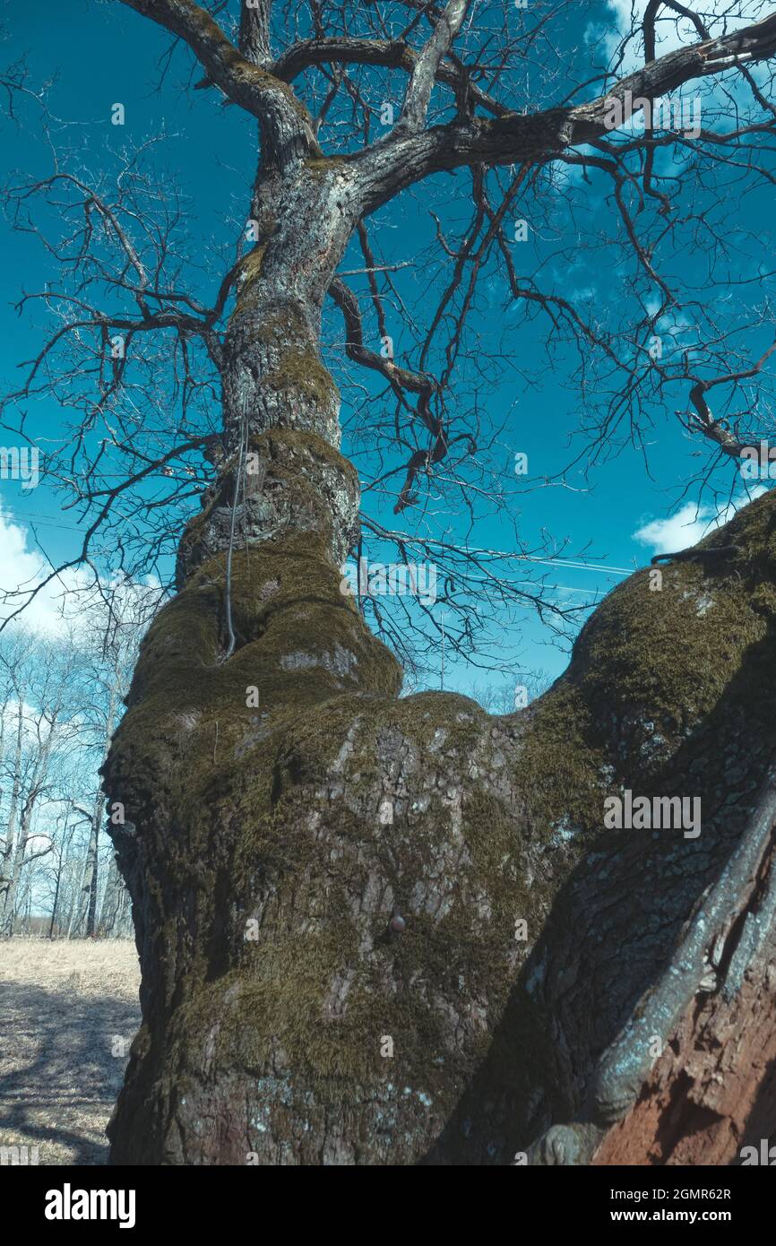 Secular tree. The triple oak tree is more than two hundred years old is ...