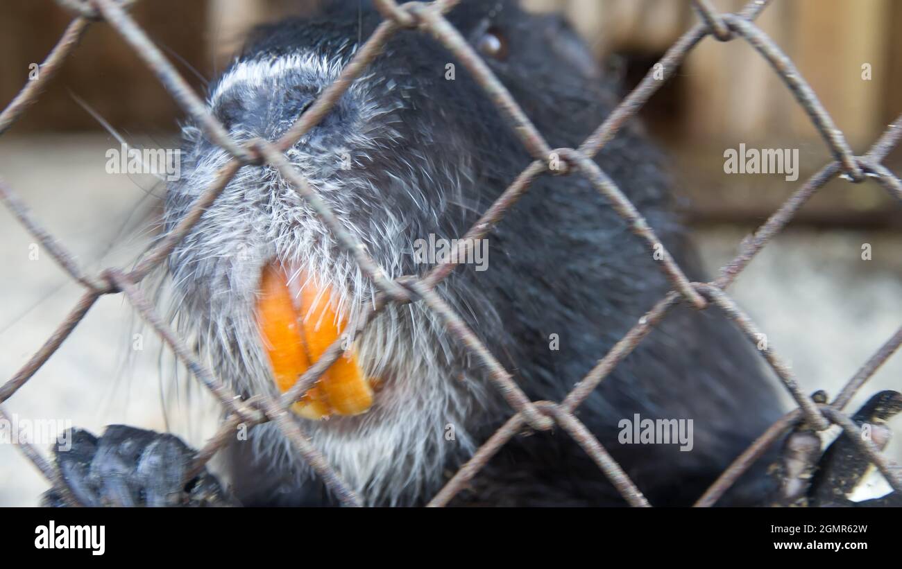 Animal in cage is trying to get out. Nutria bites bars of a cage in zoo ...