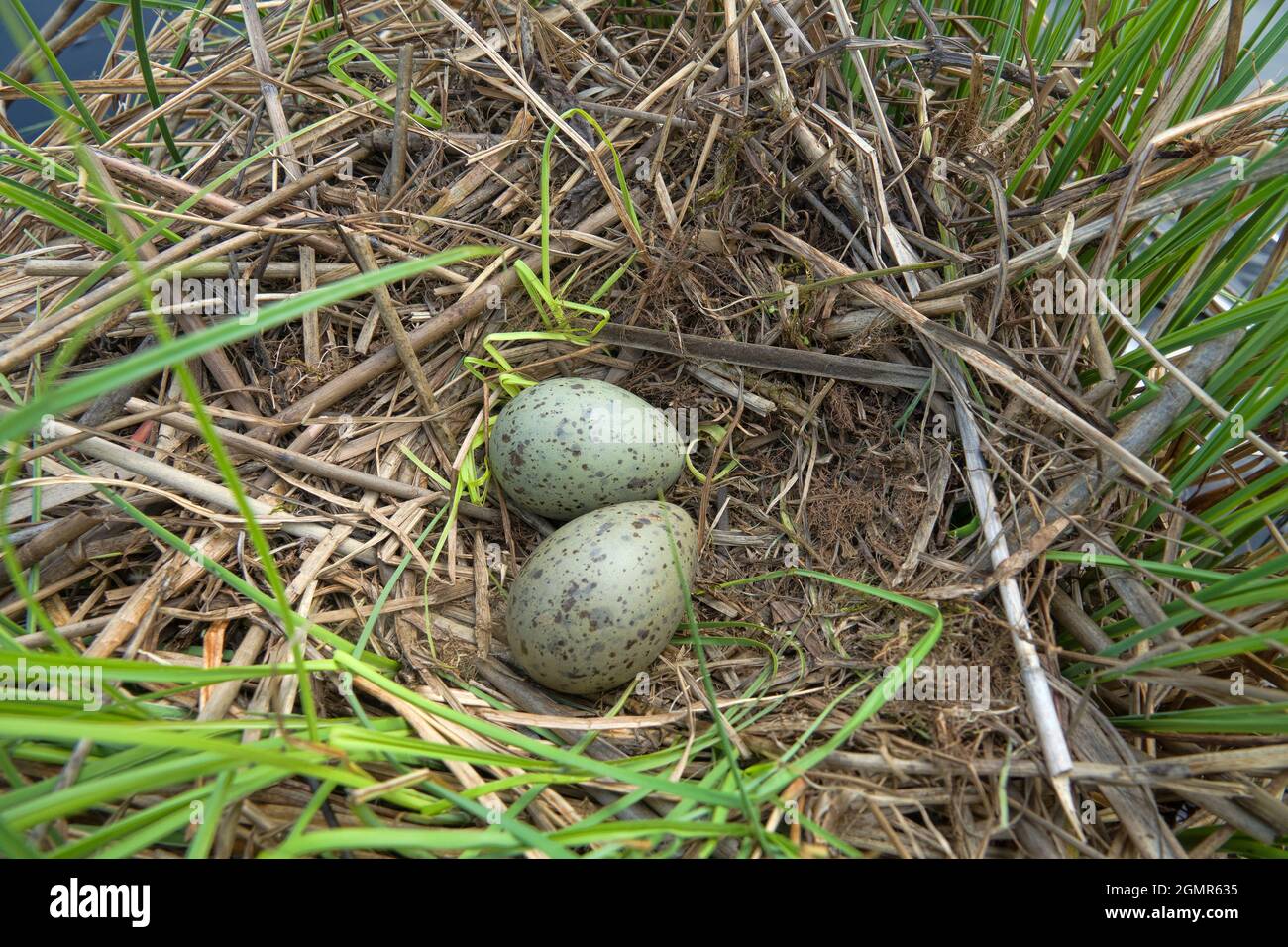 Common gull (Larus canus) nests on individual sedge hummocks in the ...