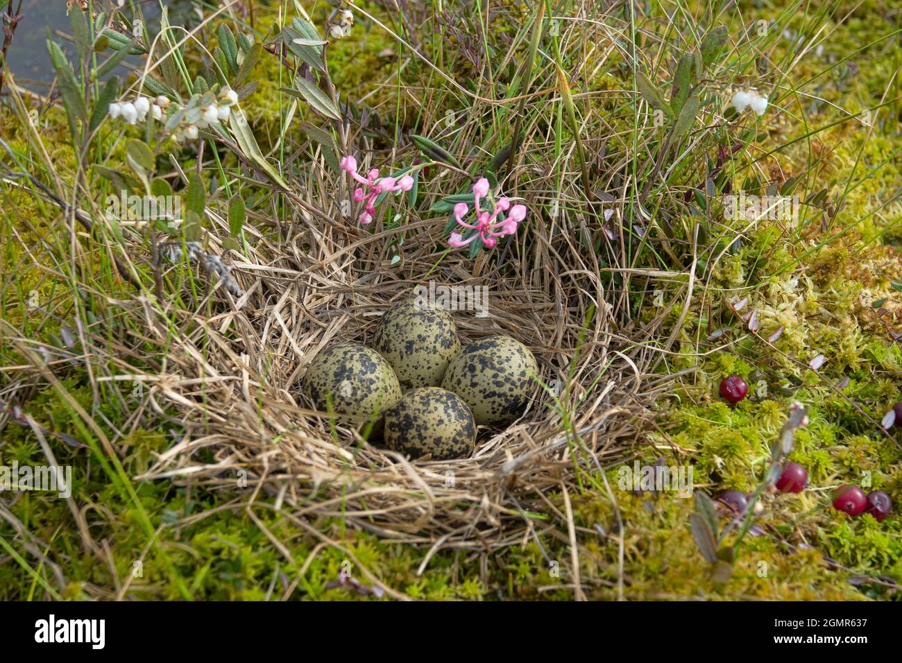 Limnodium: Sedges, Andromeda, Eriophorum, haircap moss, etc. Nest of ...