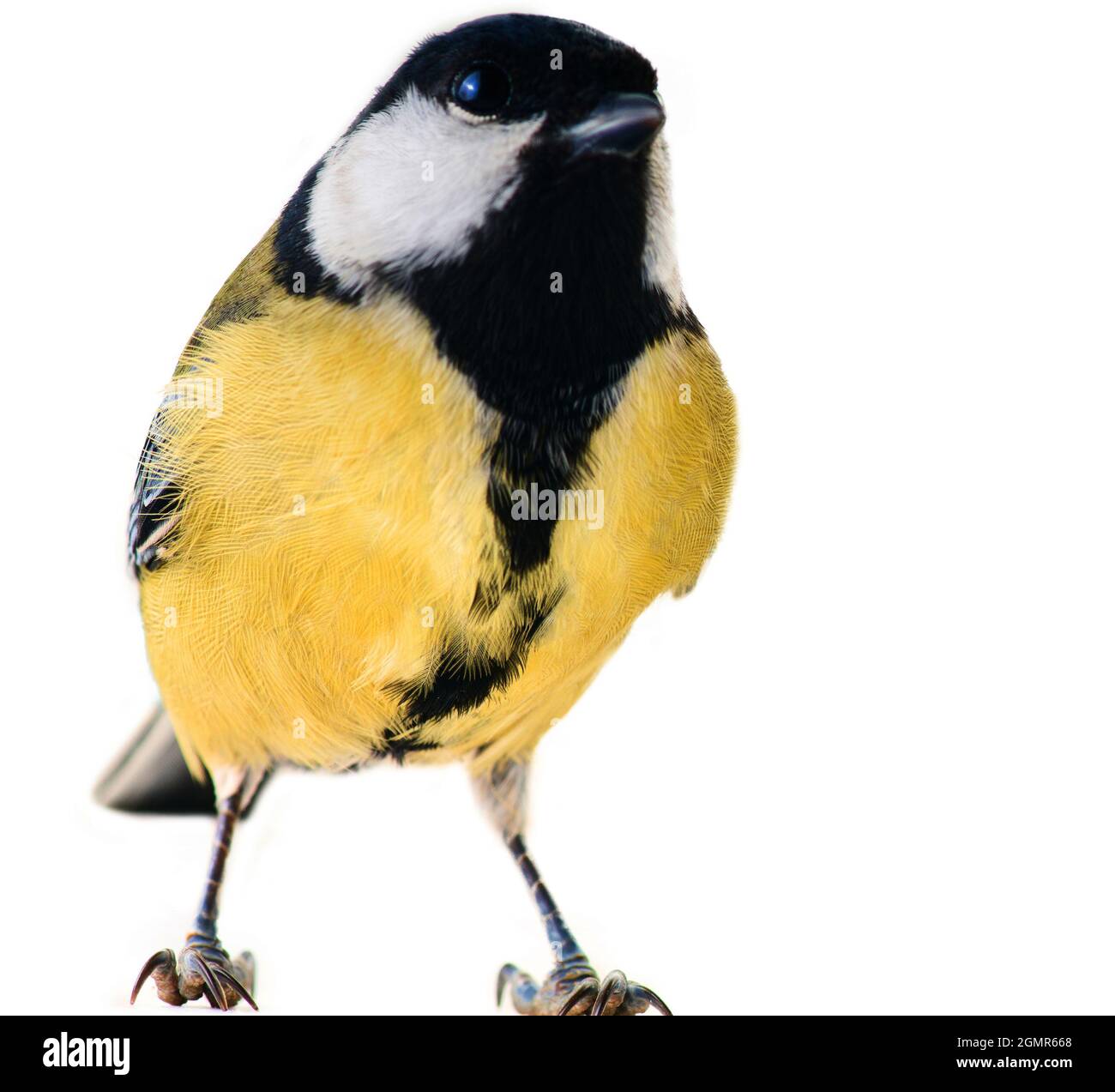 Titmouse bird on a white background, great tit, Parus major, oxeye ...