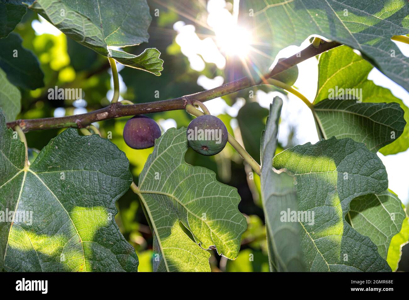 Two little purple figs not yet ripe on a branch. Rays of summer ...