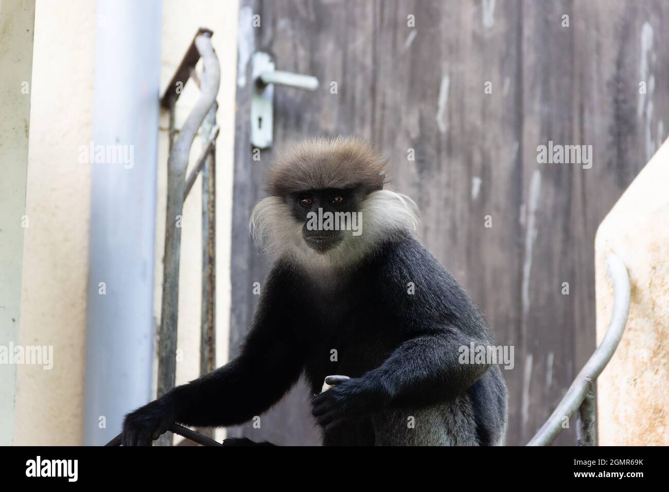 Purple-faced langur is south subspecies (Semnopithecus vetulus vetulus ...