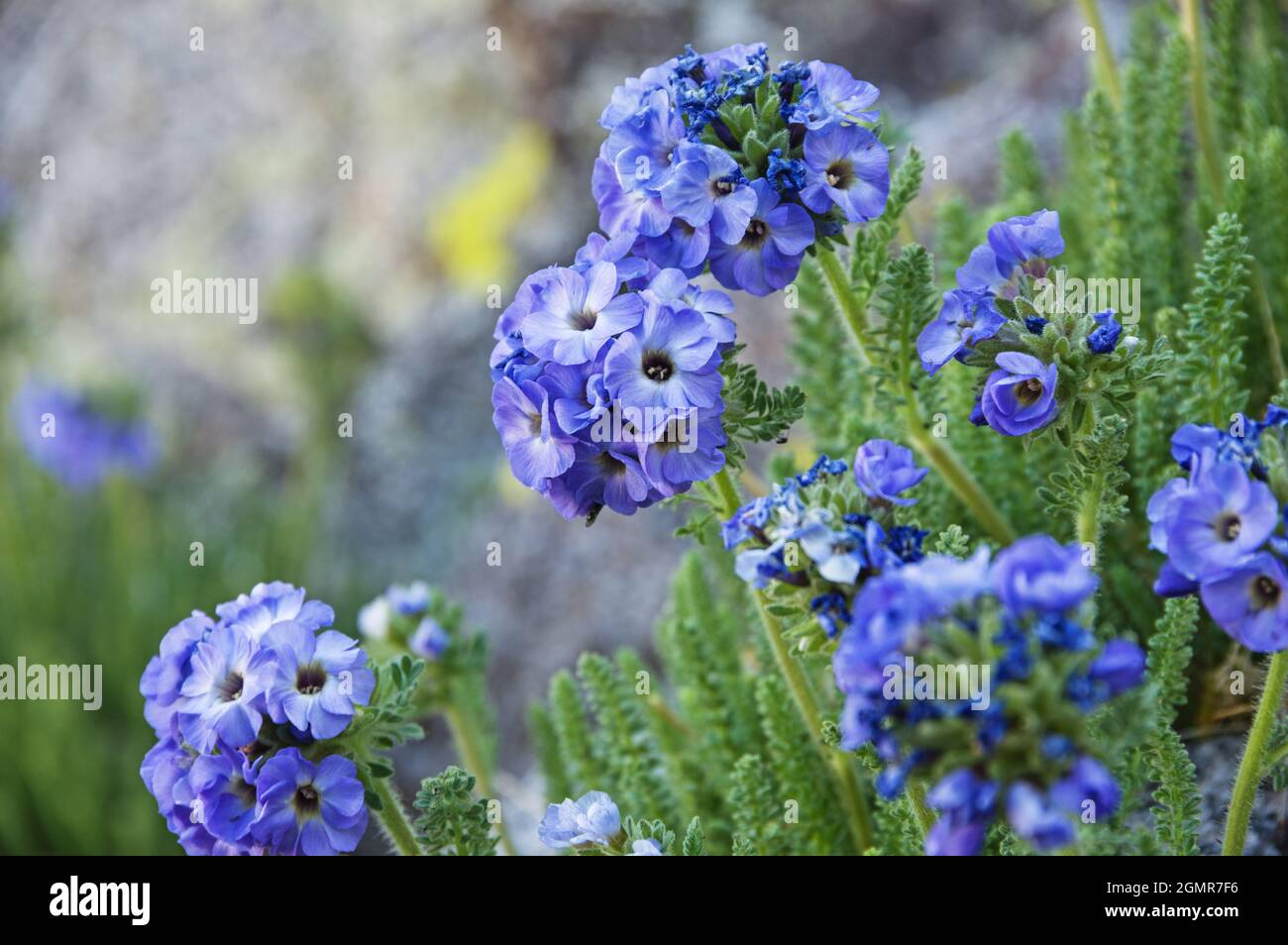 sky pilot or Polemonium eximium flowers growing high in the Sierra ...