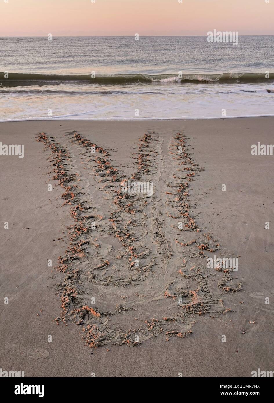 The tracks left behind in the sand from an endangered loggerhead sea ...