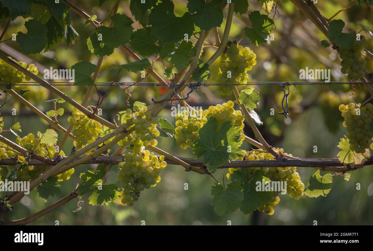 Prune grape vine hi-res stock photography and images - Alamy