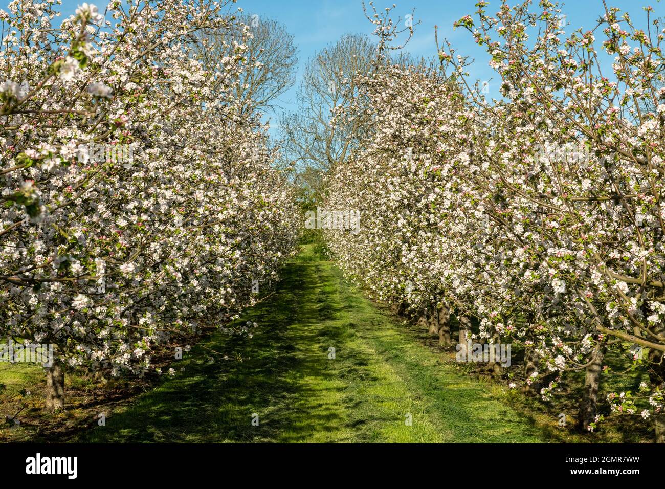 Apple blossom in bloom in a modern cider orchard Stock Photo - Alamy