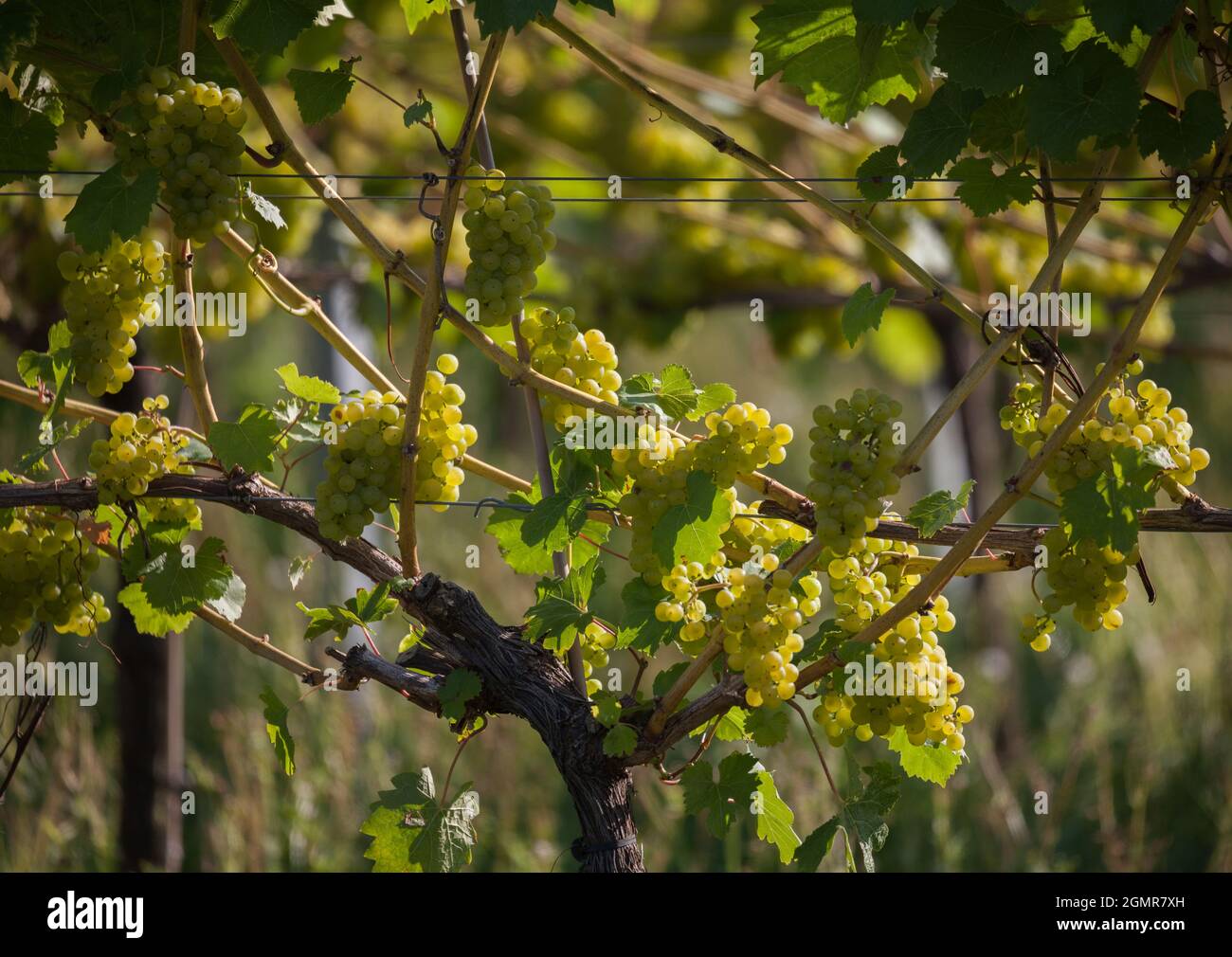 Grape vines Oxfordshireuk Stock Photo - Alamy