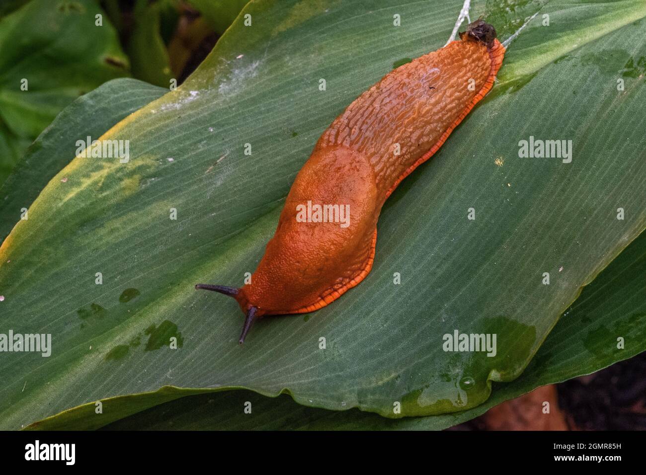 Common Garden Slug