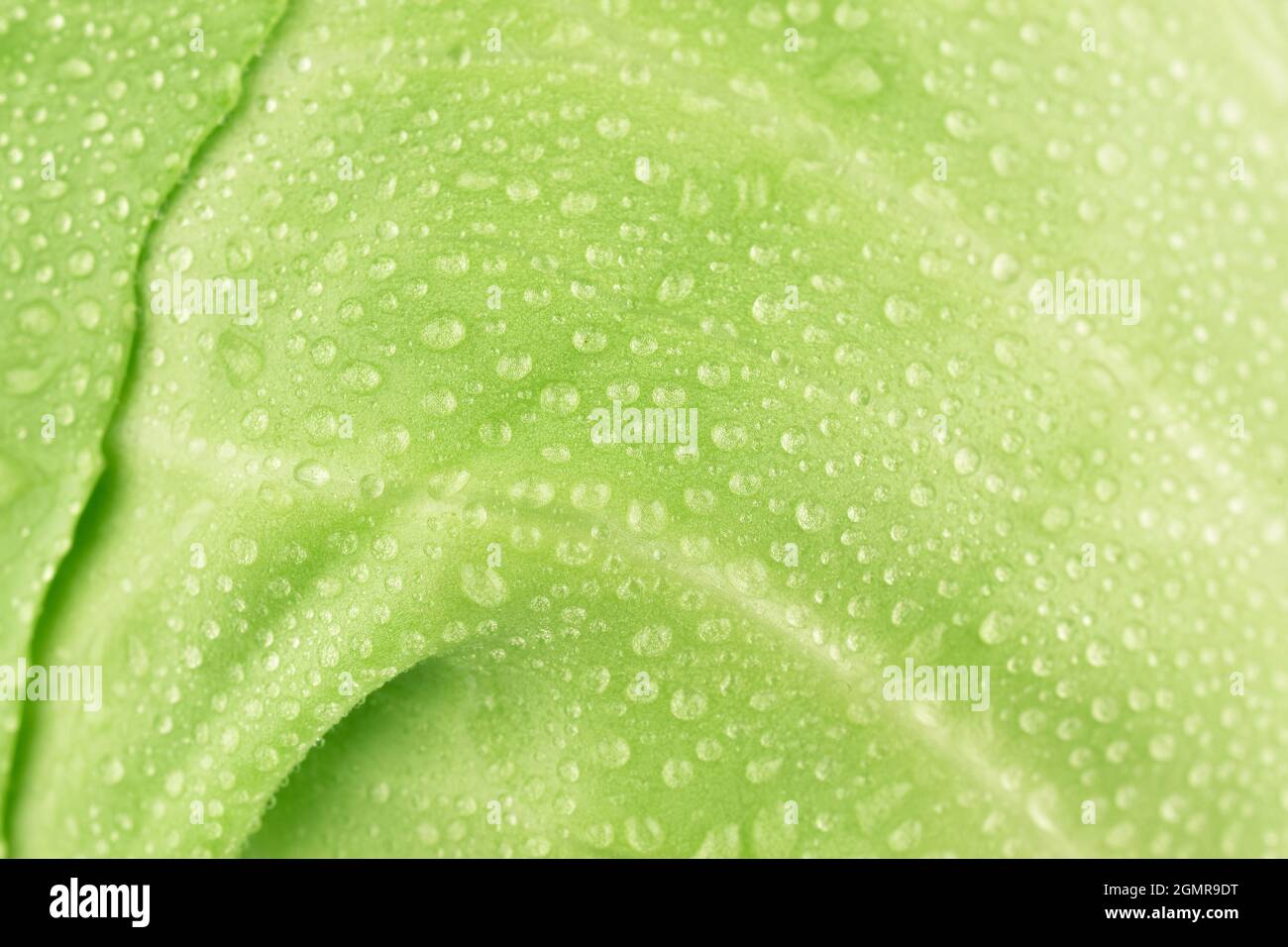 Fresh Cabbage Texture Stock Photo - Alamy