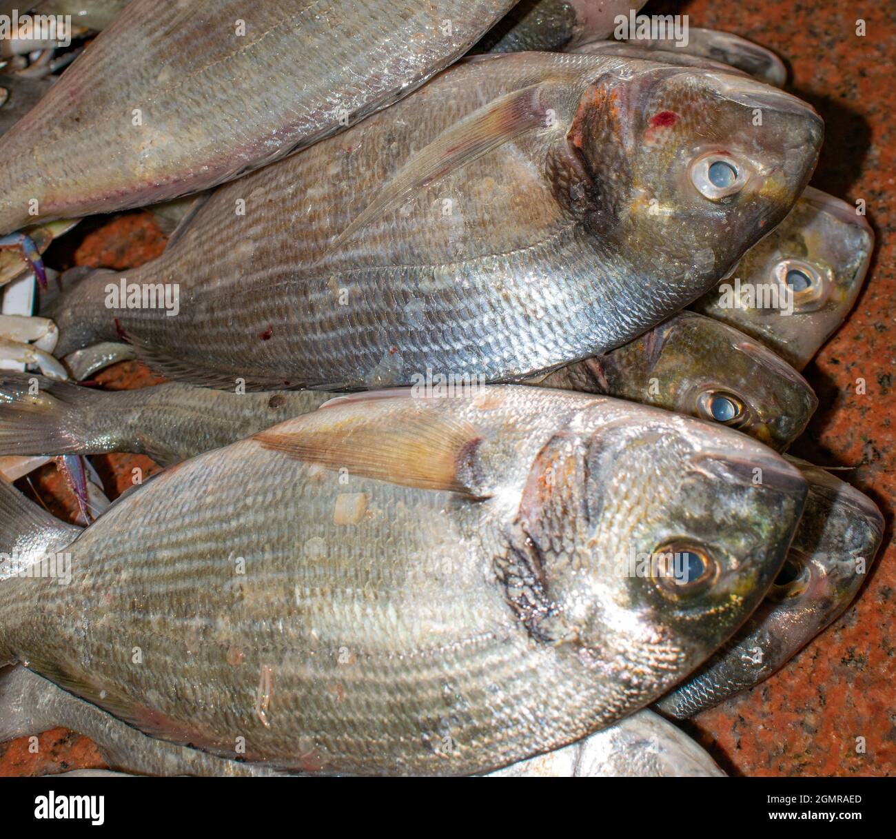 Seafood, fish and crab fresh from the sea with colorful skin and hard ...