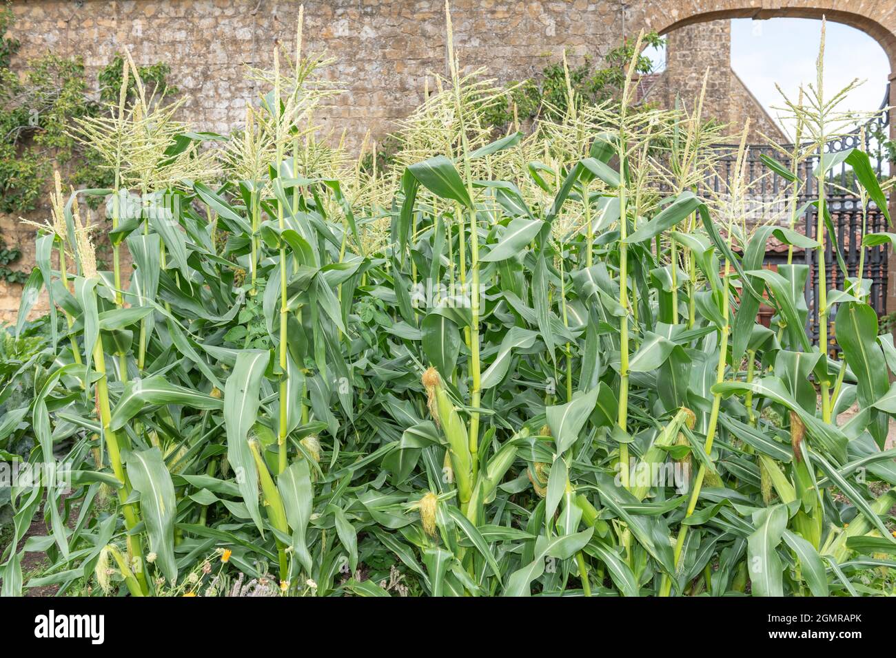 Close up of rows of maize in a walled garden Stock Photo - Alamy