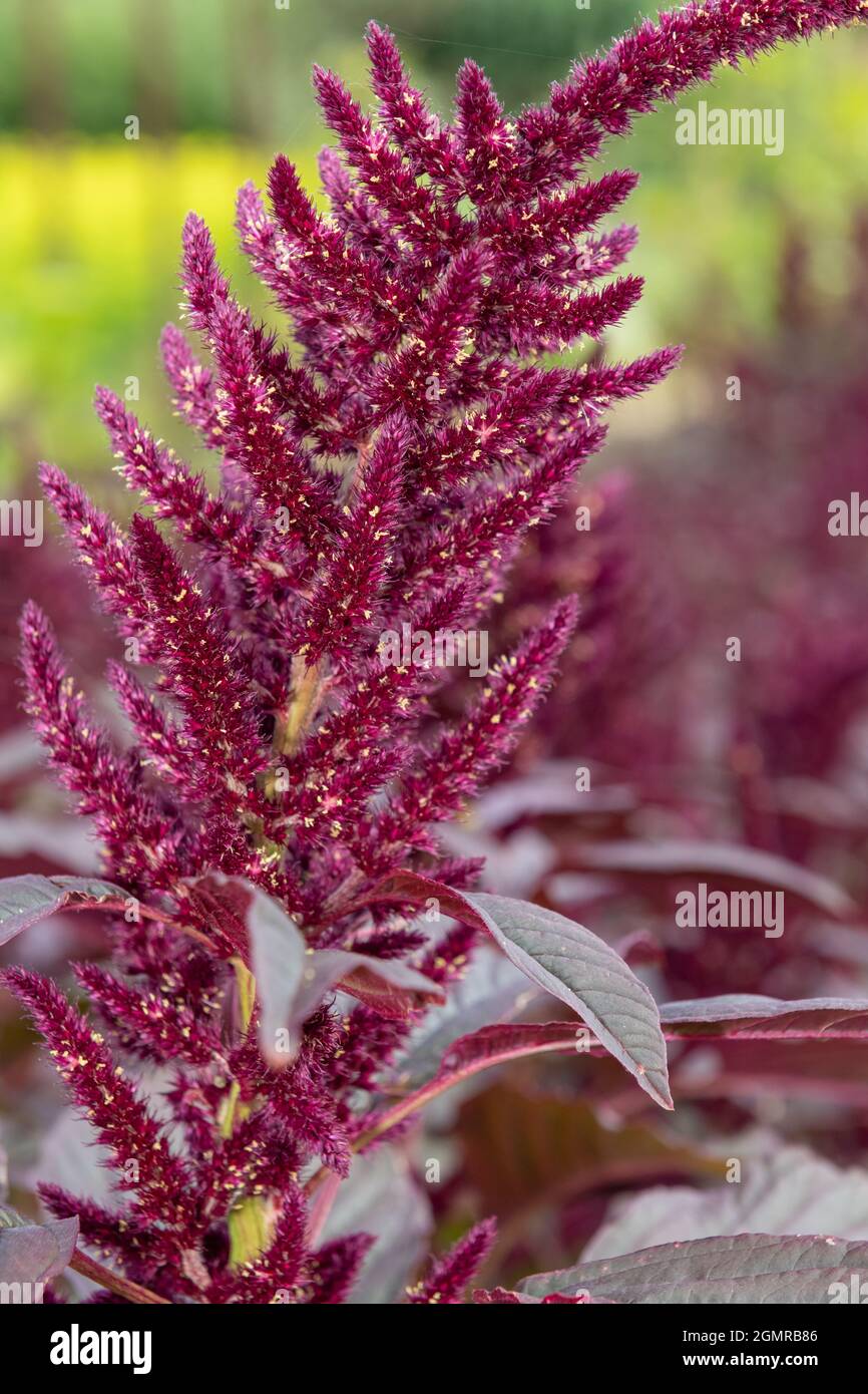 Princes feather amaranthus hypochondriacus hi-res stock photography and ...
