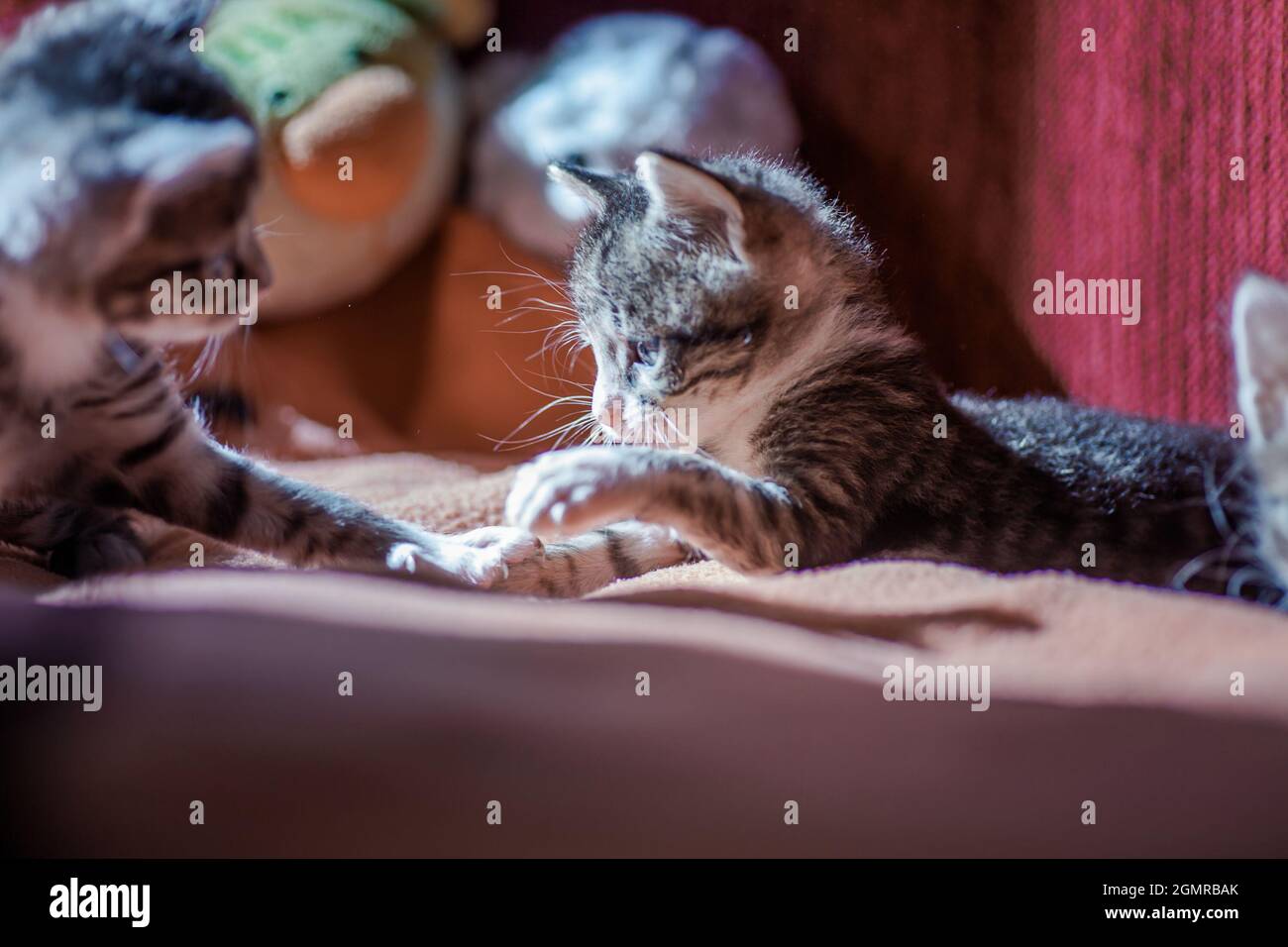 Breeding on a bed hi-res stock photography and images - Alamy