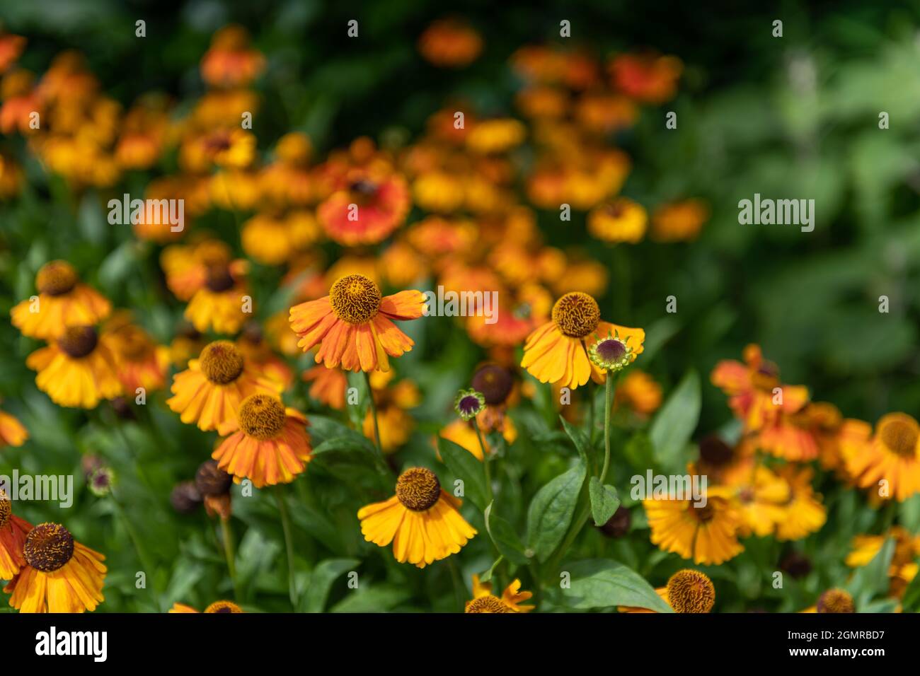 Close up of common sneezeweed (helenium autumnale) flowers in bloom ...