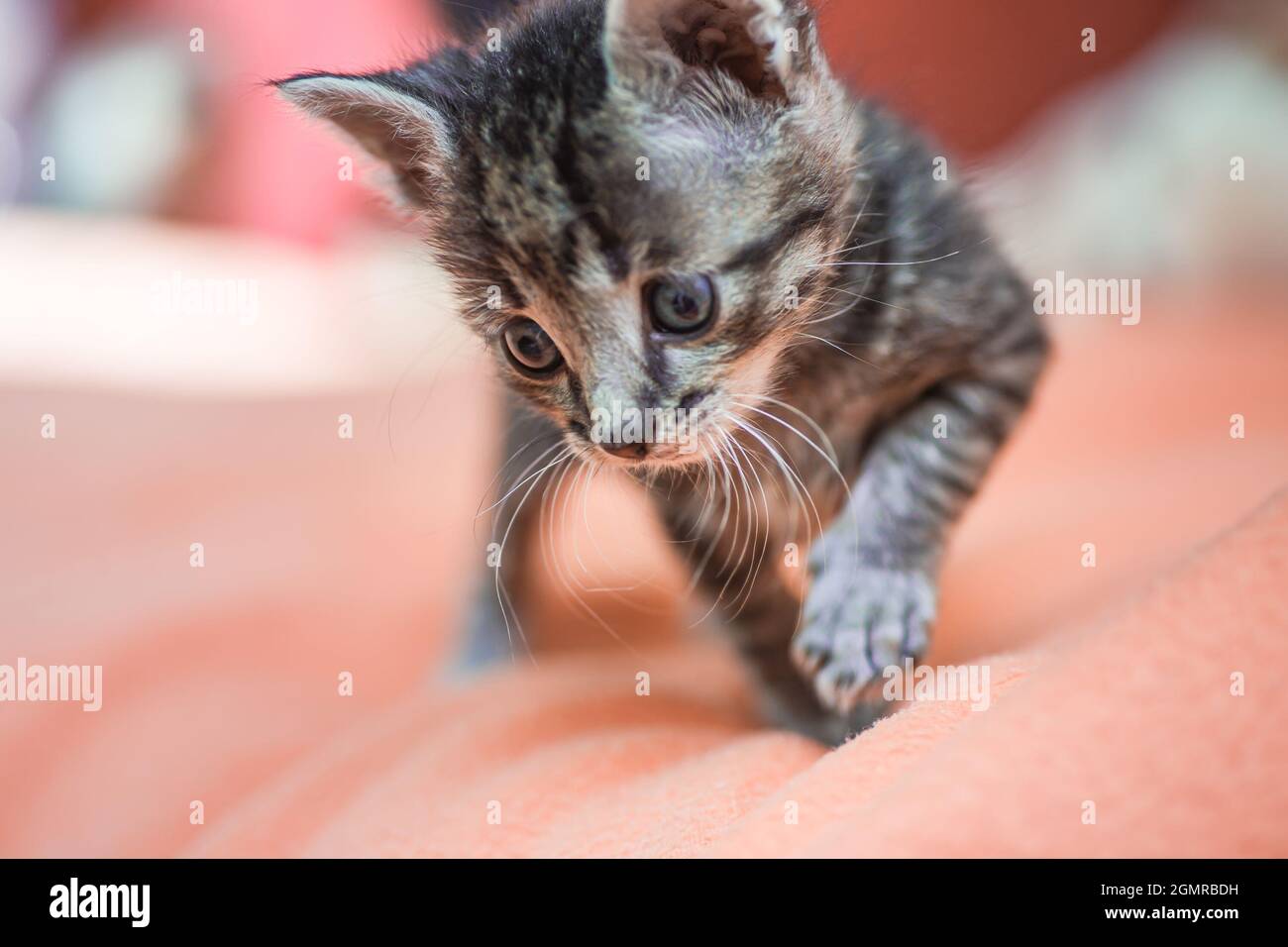 Little kitten raised paw hi-res stock photography and images - Alamy