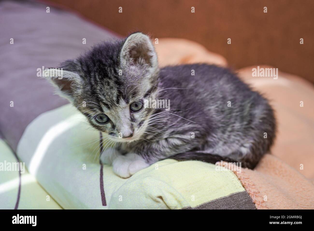 Sad lonely kitten in an animal shelter. abandoned kitten is taken to ...