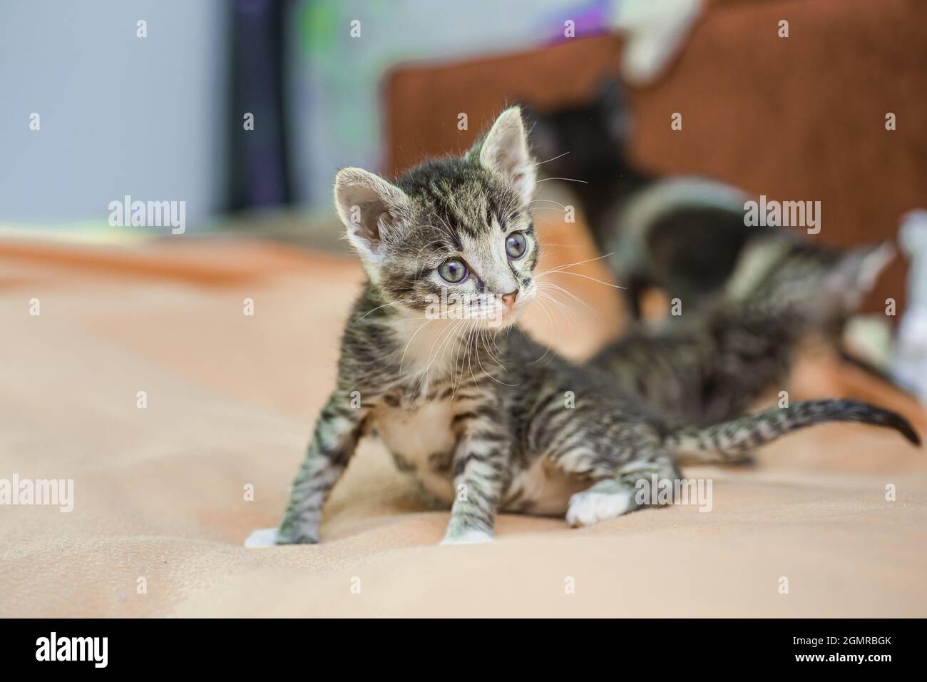 Little kitten raised paw hi-res stock photography and images - Alamy