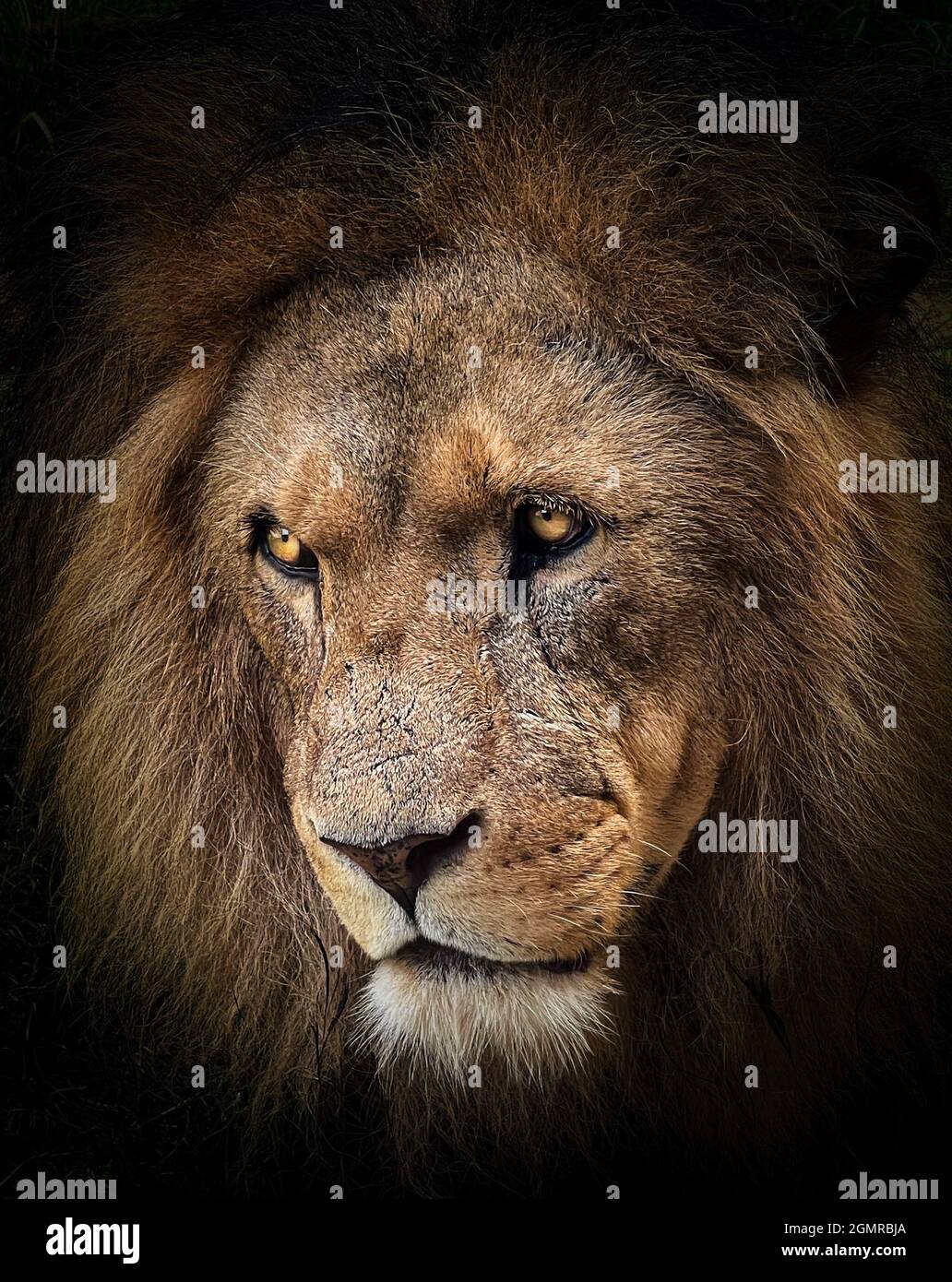 Lion ii hi-res stock photography and images - Alamy