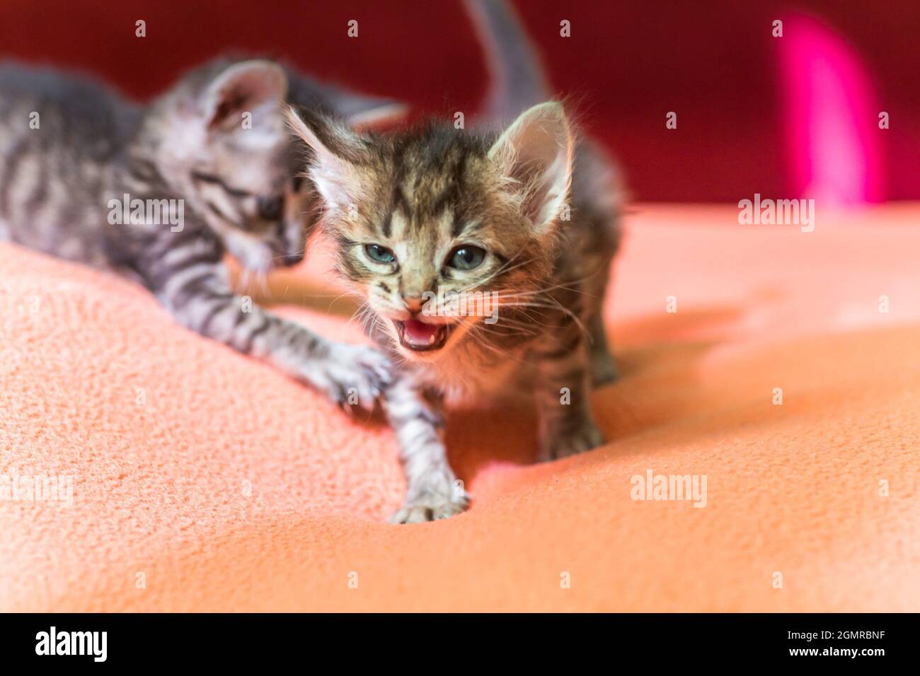 Two little kittens play on the bed. Domestic cats in a shelter. No one needs cats. Breeding cats ...