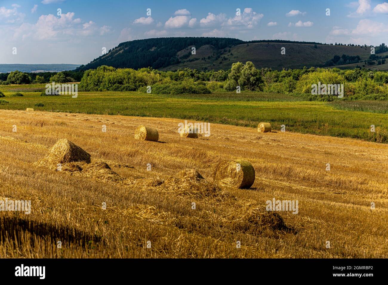Fresh Hay bales in agriculture stubble field under fluffy blue sky ...