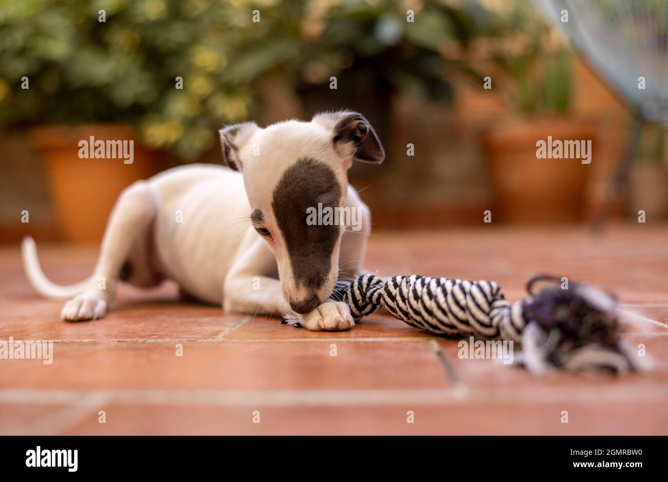 Cute pet whippet puppy playing outdoors Stock Photo - Alamy