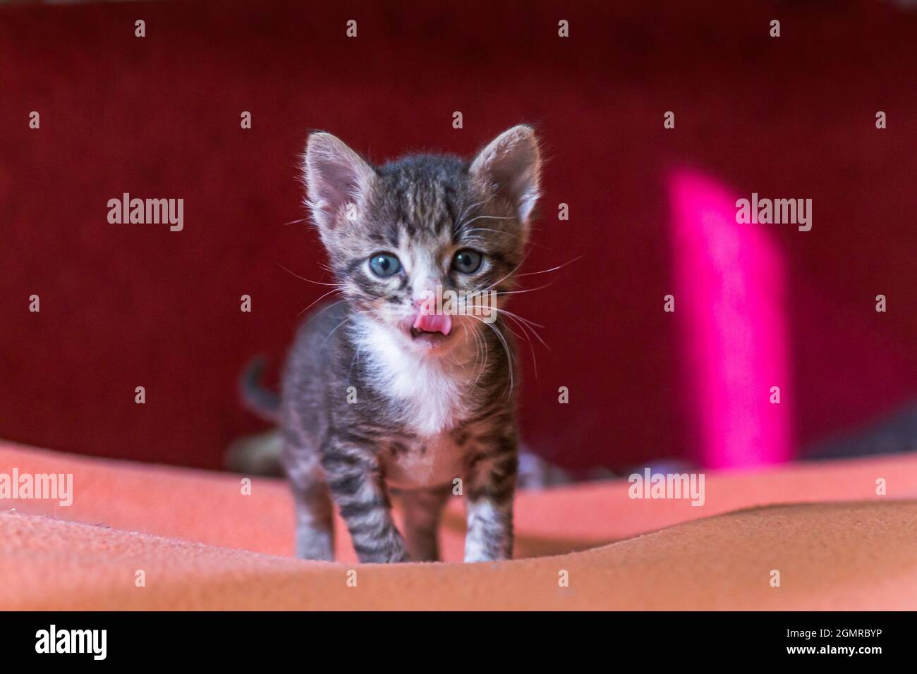 Little kitten raised paw hi-res stock photography and images - Alamy