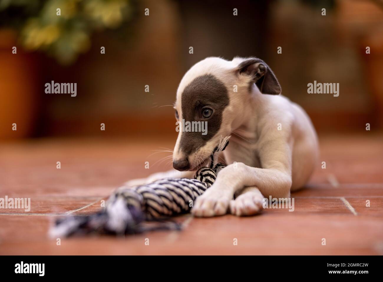 Calm whippet hi-res stock photography and images - Alamy