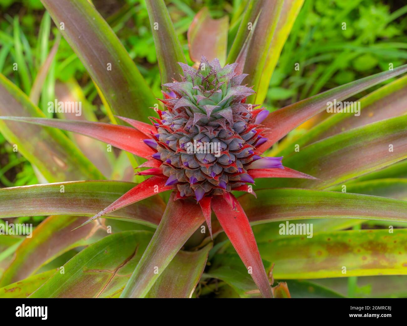 Azores pineapple hi-res stock photography and images - Alamy
