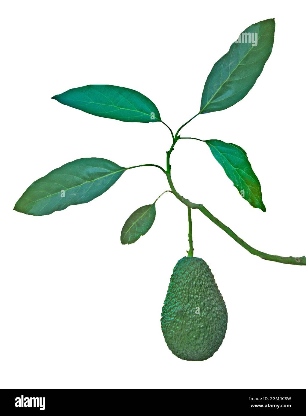 Close up of Branch of avocado Stock Photo - Alamy