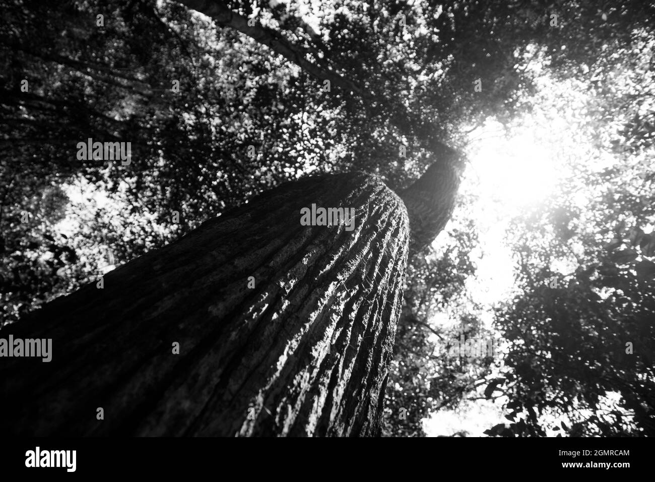 black and white picture of tree seen from below with trunk in focus ...