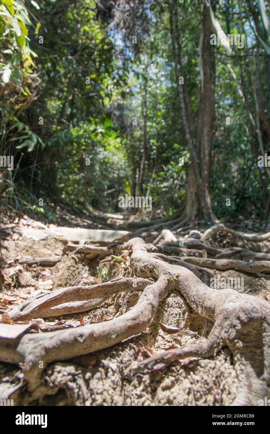 Rainforest scenery hi-res stock photography and images - Alamy