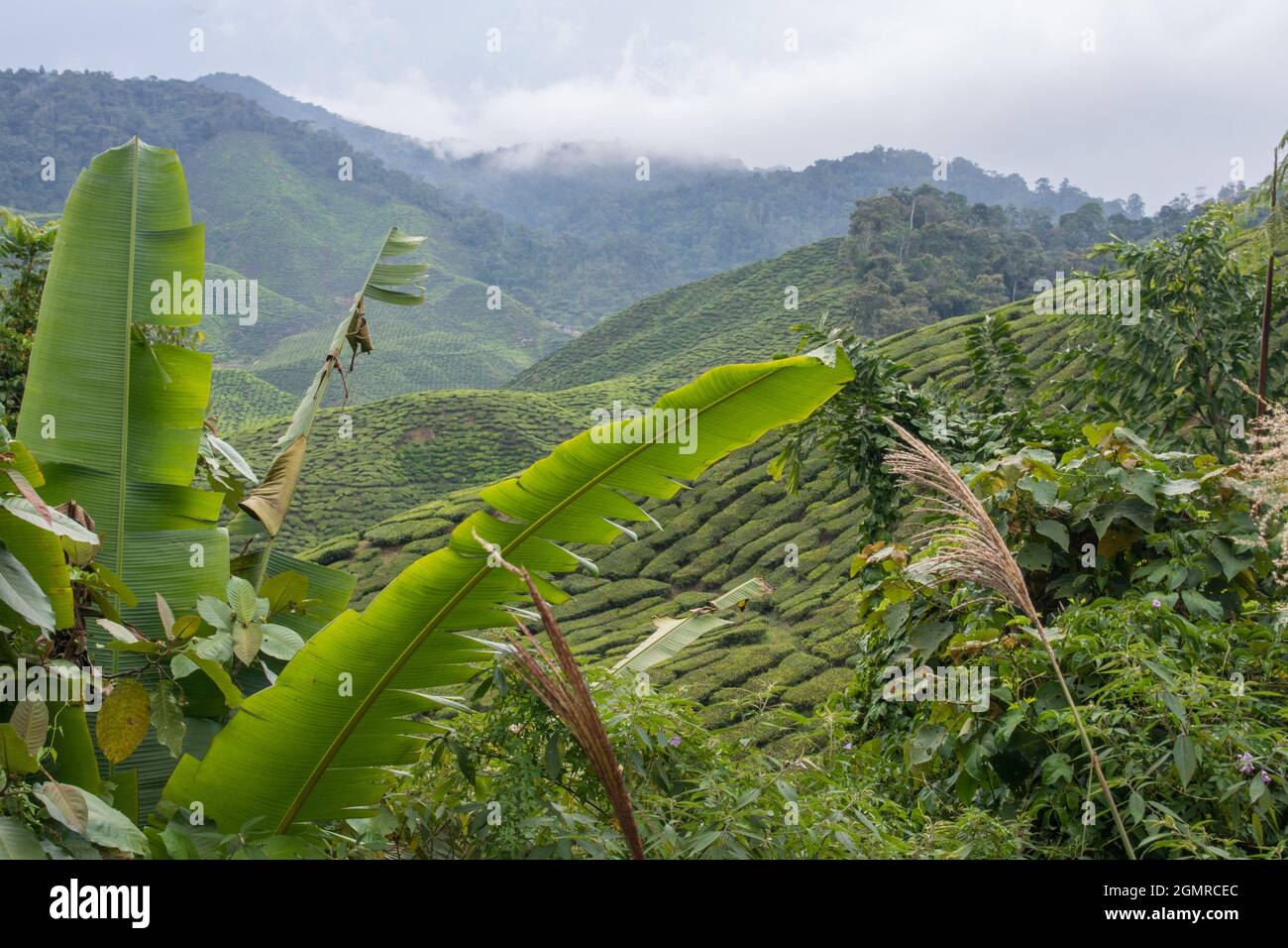 big palm leaf infront of scenic mountain view of tea plantage in ...