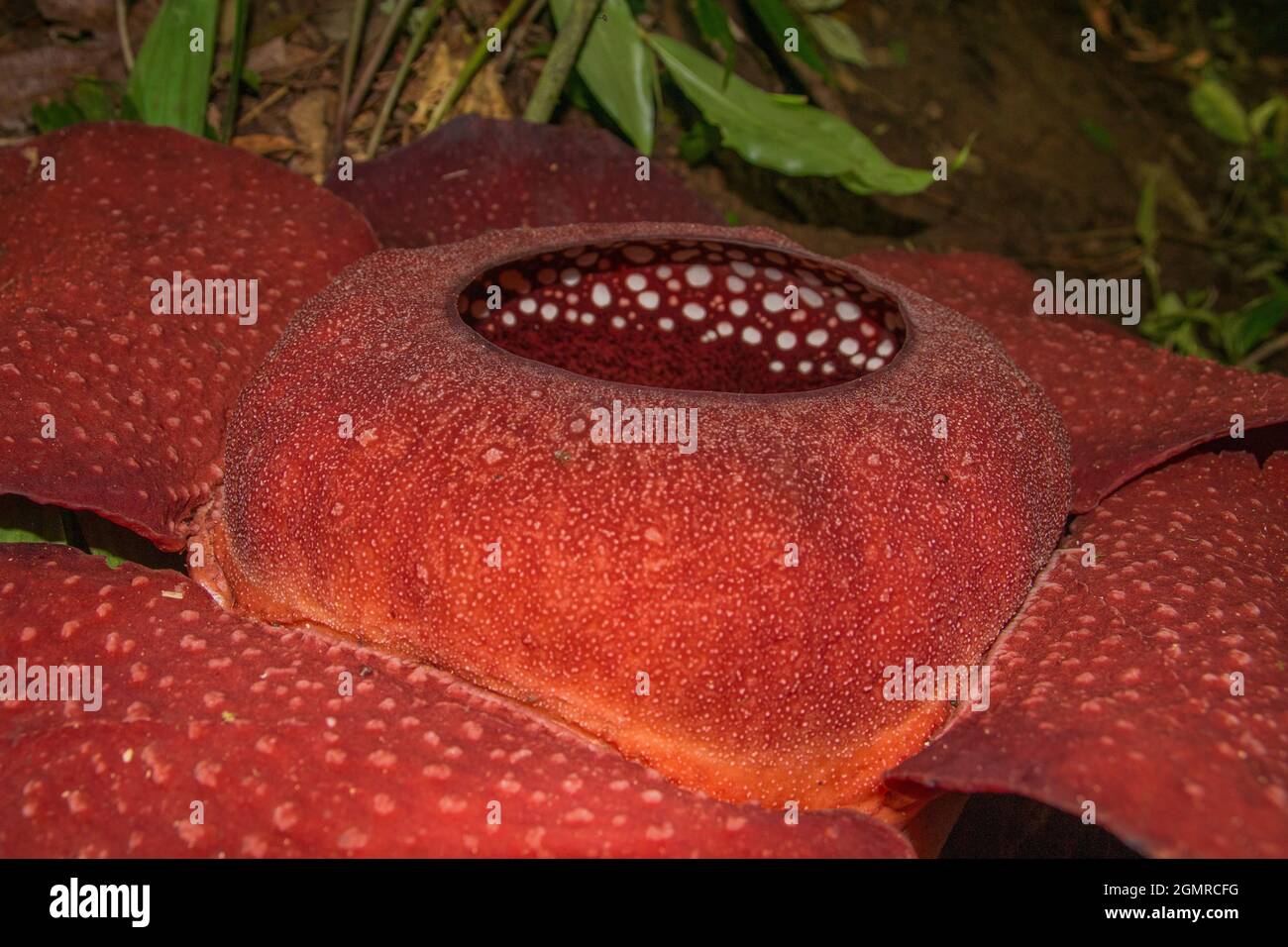 closeup of red raflesia world largest flower in rainforest of malaysia ...
