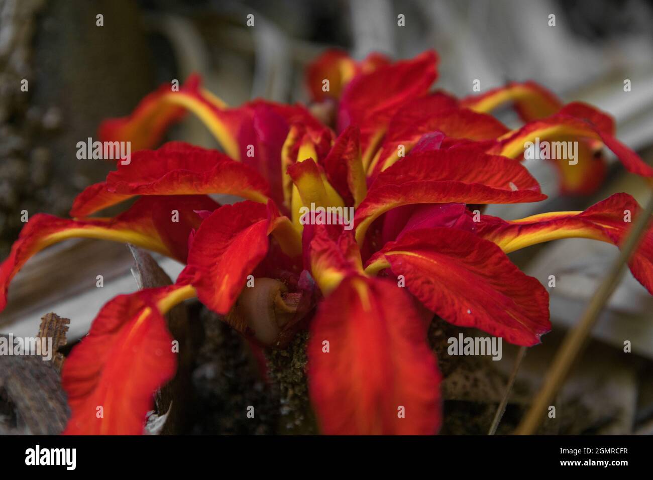 closeup of complex flower in the rainforest of malaysia Stock Photo - Alamy