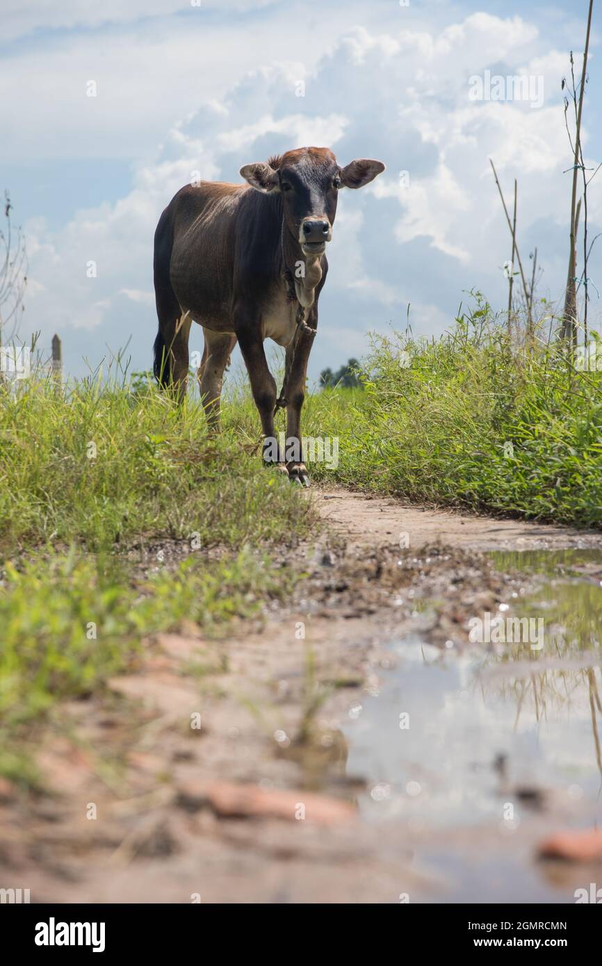 Cow standing in mud hi-res stock photography and images - Alamy