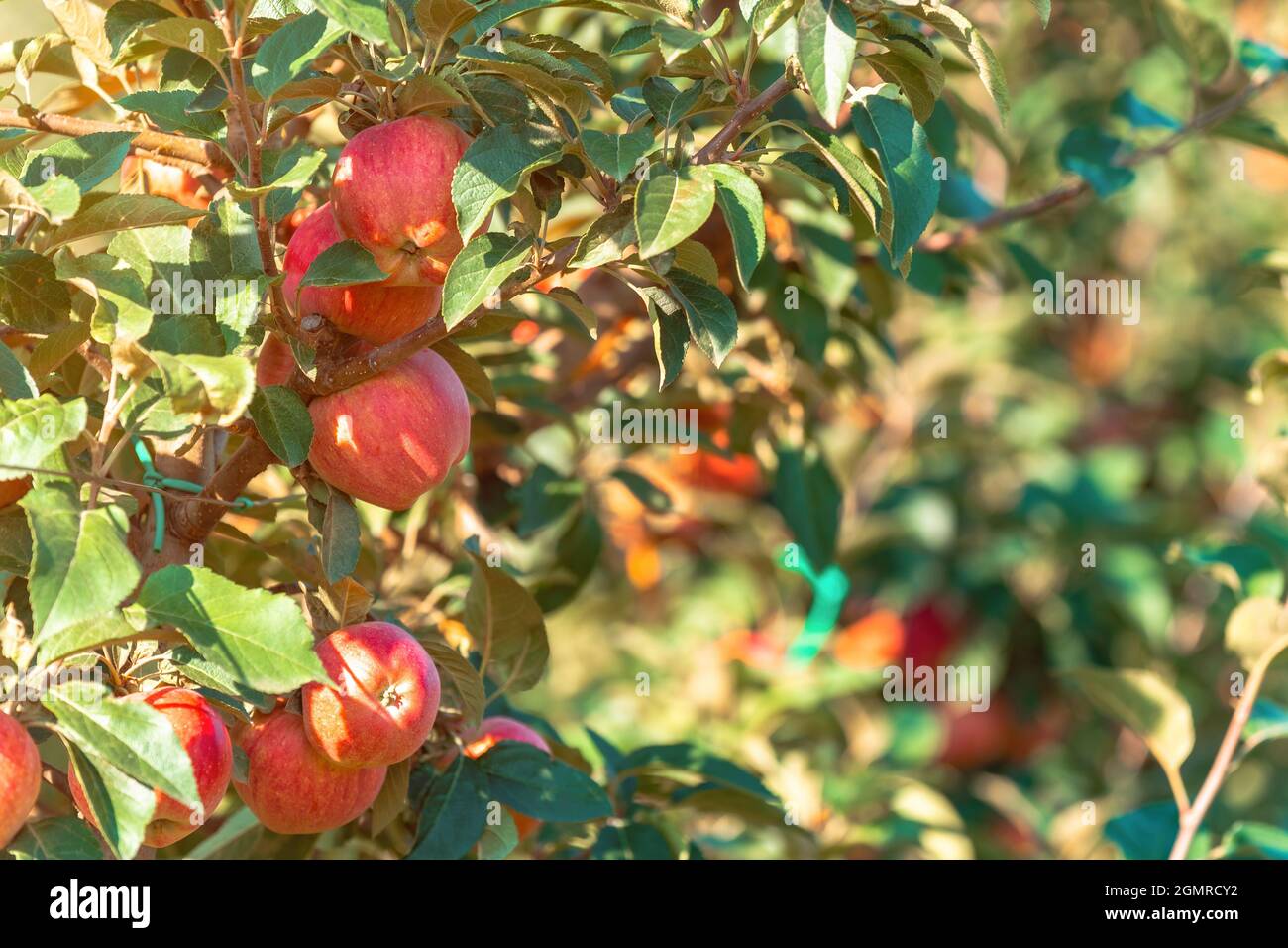 Summerred hi-res stock photography and images - Alamy