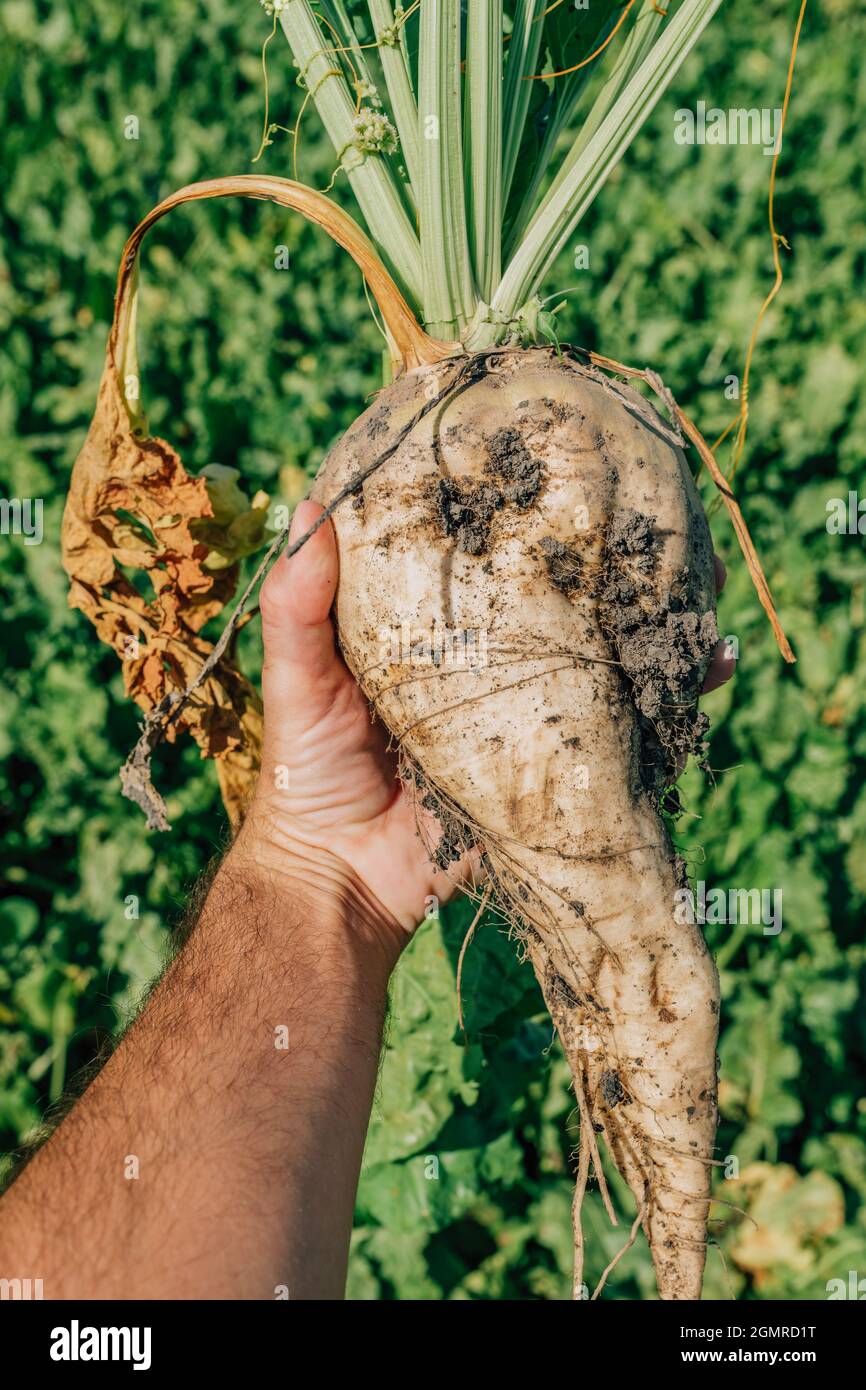 Farmer holding sugar beet hi-res stock photography and images - Alamy