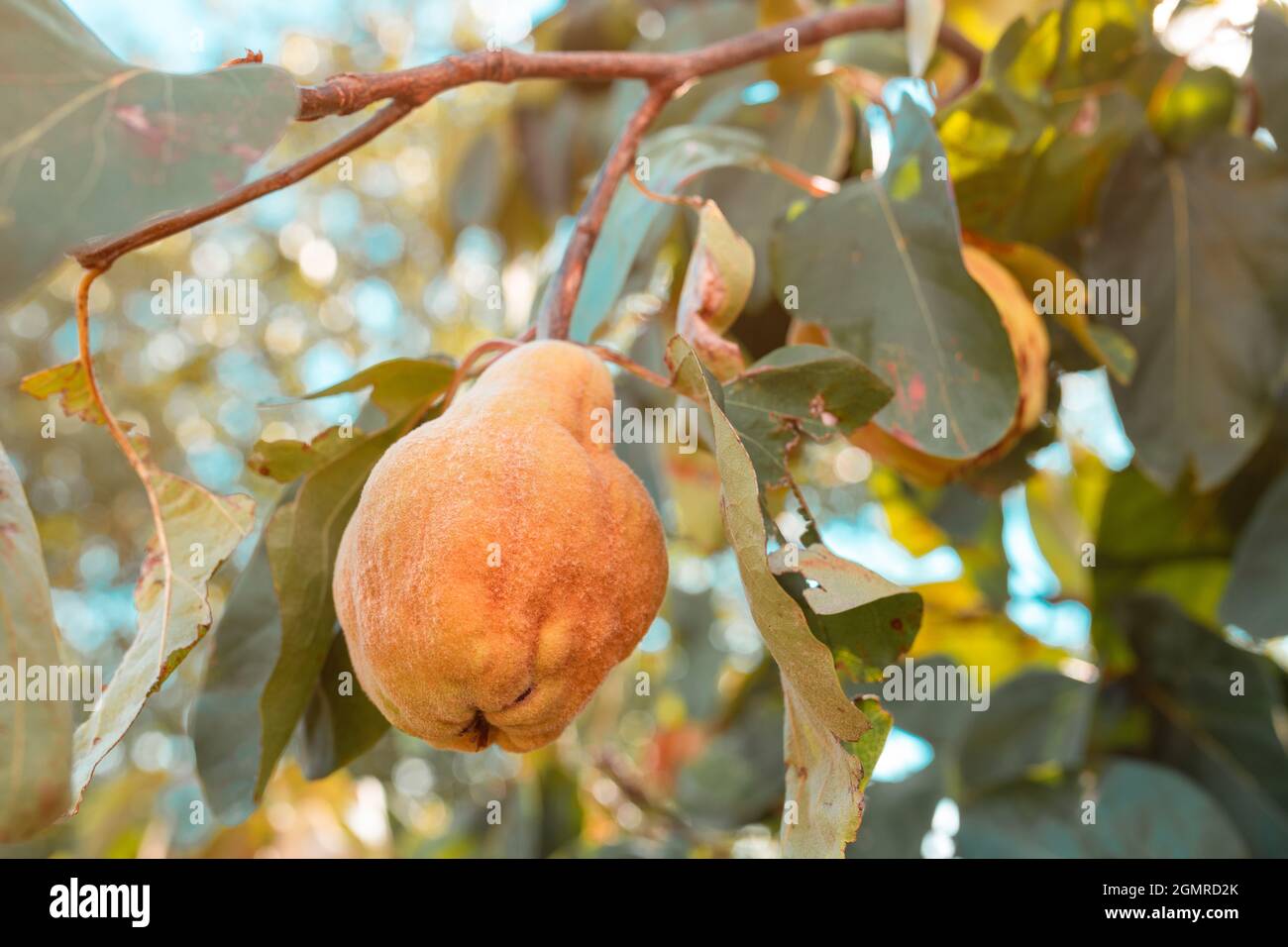 Quince fruit tree hi-res stock photography and images - Alamy