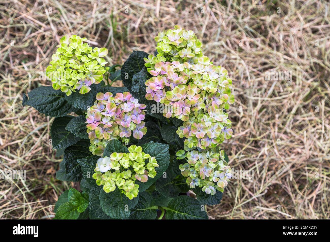 Hydrangea macrophylla Magical Amethyst Hokomathyst Stock Photo - Alamy