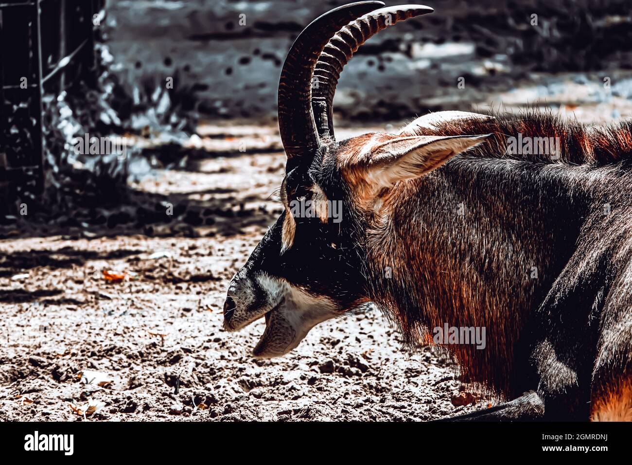 Closeup of the side profile of a wild goat with huge curved horns Stock ...