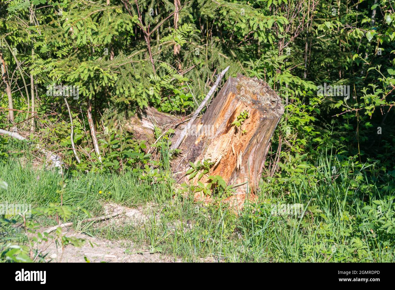 Dry tree stump in the forest Stock Photo - Alamy