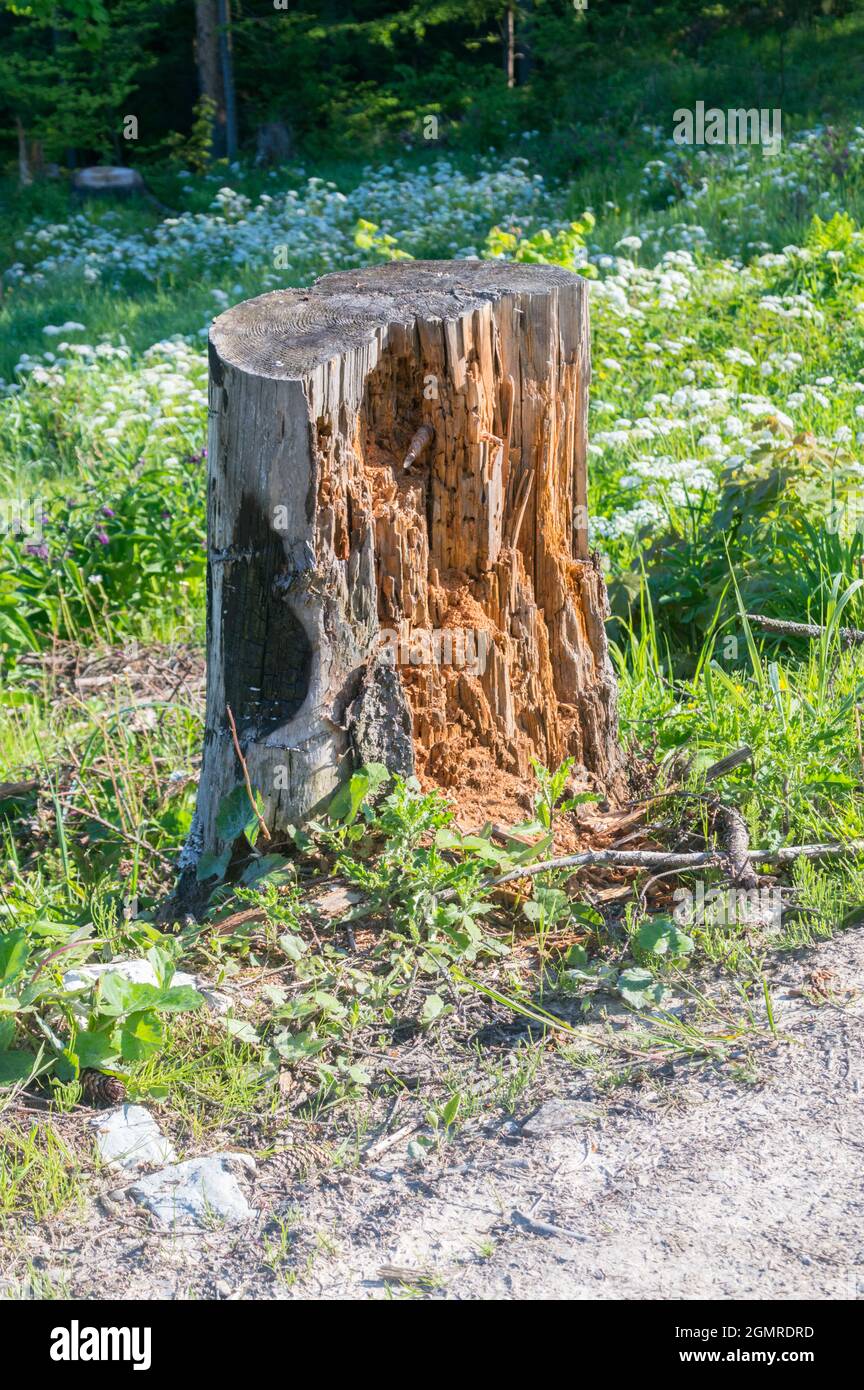 Dry tree stump hi-res stock photography and images - Alamy