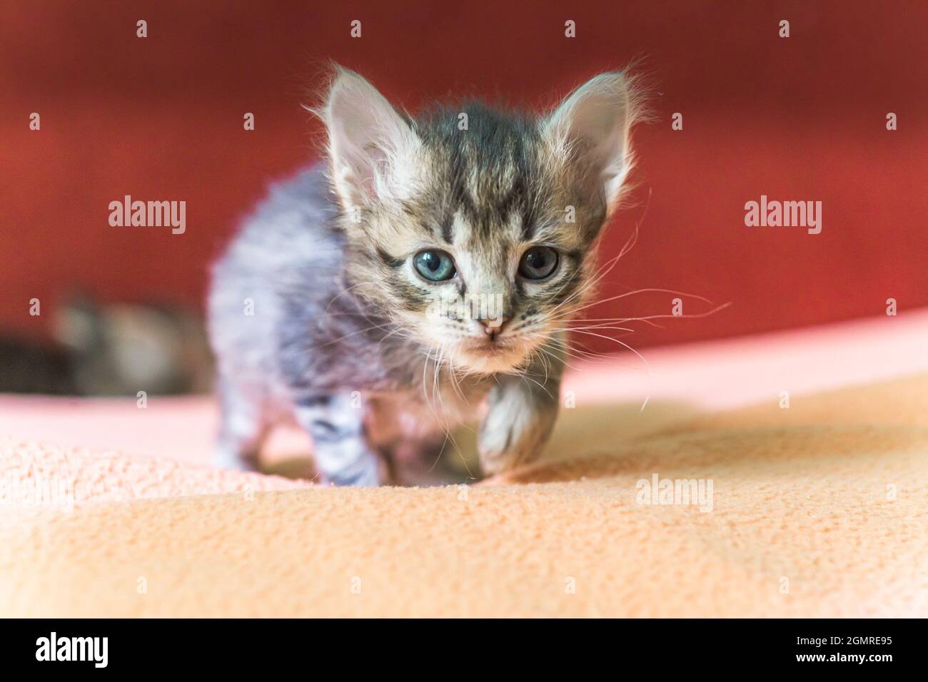 Little kitten takes the first steps. Beginning crawling baby cat goes ...