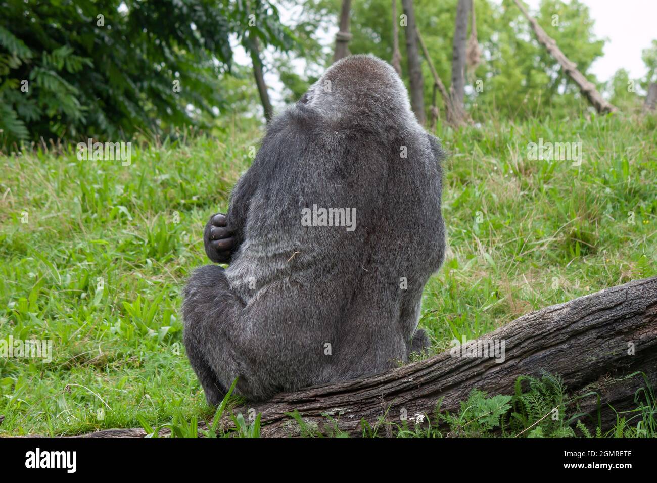 Closeup black gorilla resting hi-res stock photography and images - Alamy