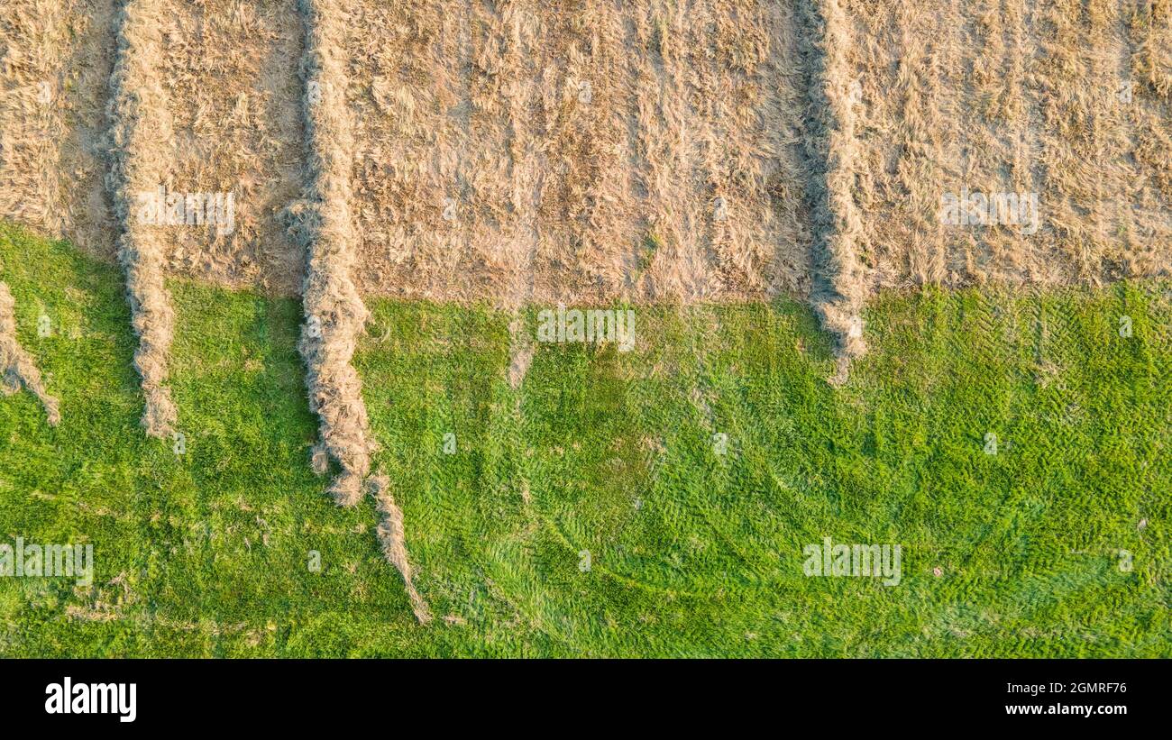Aerial view of freshly cut straw on the edge on crop field, West Sussex ...