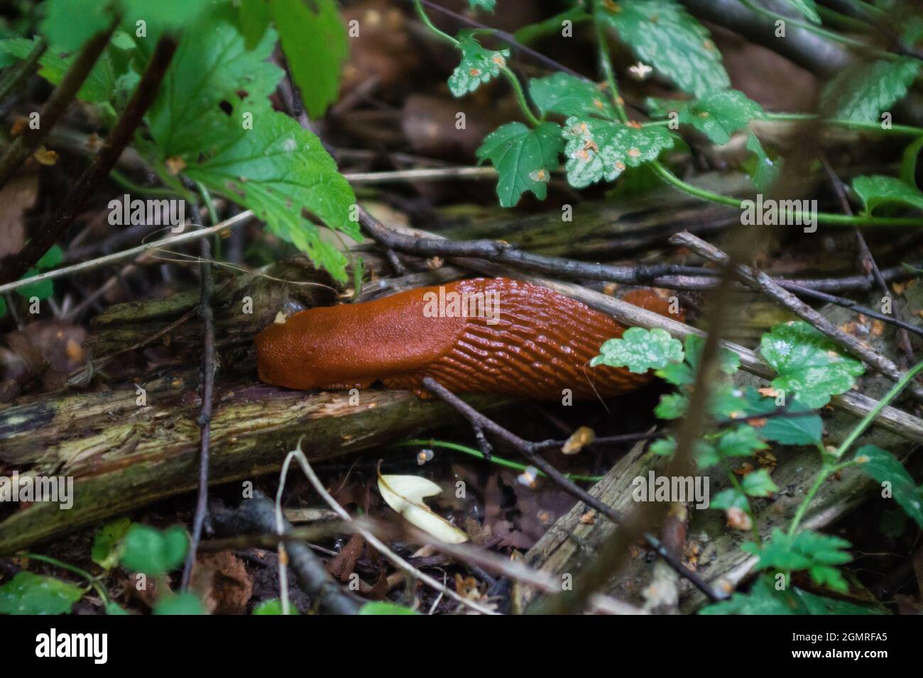 Common red slug in the grass Stock Photo - Alamy